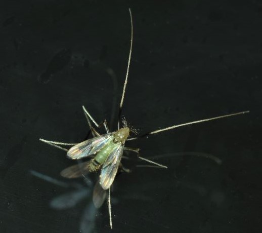 Diptera.info - Discussion Forum: ID please => Stenochironomus