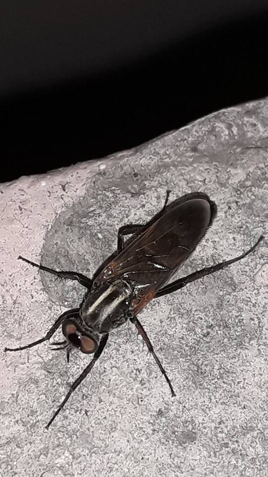 Diptera.info - Discussion Forum: Thereva sp.