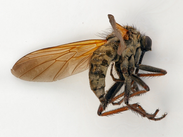 Diptera.info - Discussion Forum: Empid fly, Suffolk, UK for ID, please