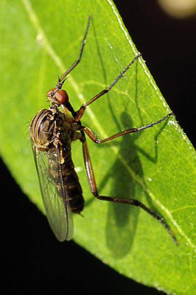 Diptera.info - Discussion Forum: Empidae - Empis livida??