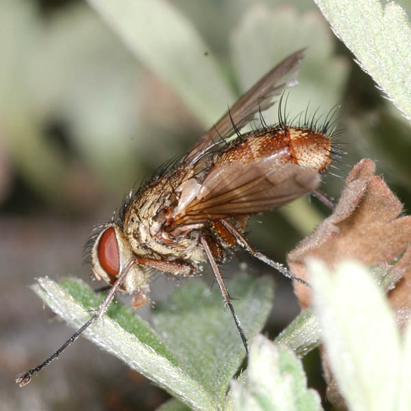 Diptera.info - Discussion Forum: Dexia rustica, Tachinidae, August 2008 ...