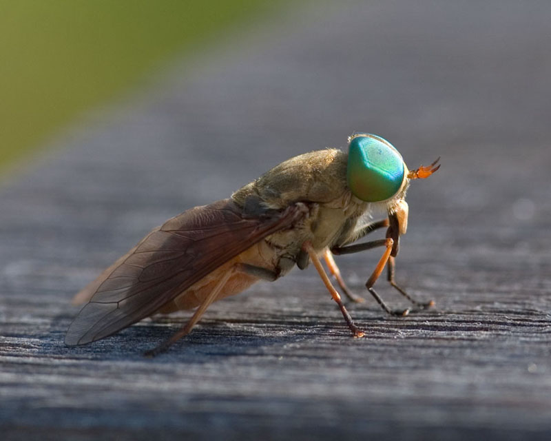 Diptera.info - Discussion Forum: Australian Tabanids I