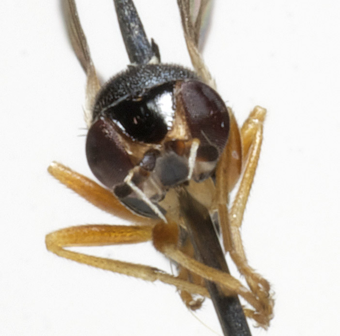 Diptera.info - Discussion Forum: Chloropidae, Centorisoma elegantulum