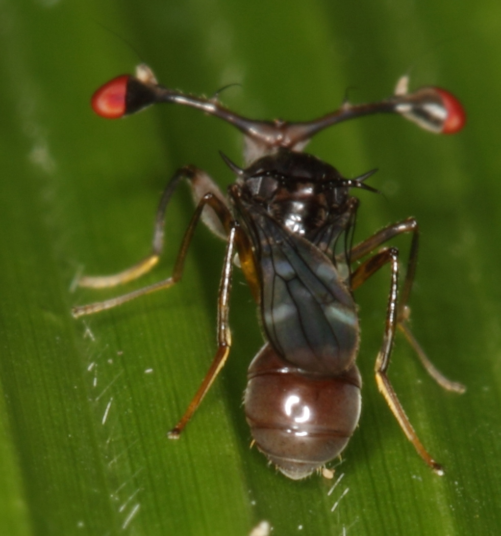 Diptera.info - Discussion Forum: Diptera (adults) - Diopsidae