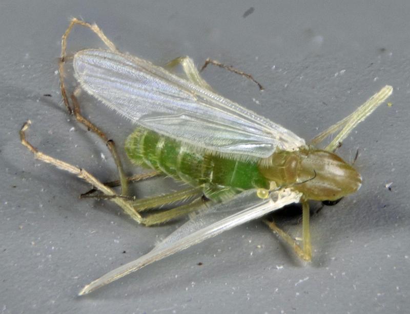 Diptera.info - Discussion Forum: female - Xenochironomus?