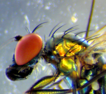 Diptera.info - Discussion Forum: Medetera