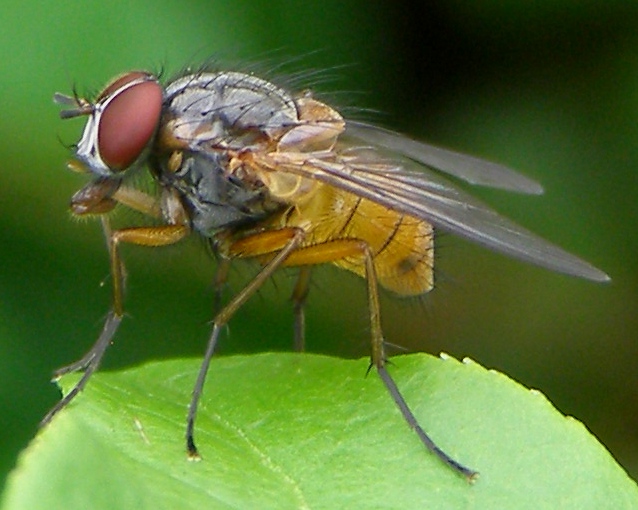 Diptera.info - Discussion Forum: Muscidae ID => Phaonia sp