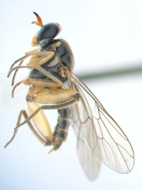 Diptera.info - Discussion Forum: Xylomyidae - Belize