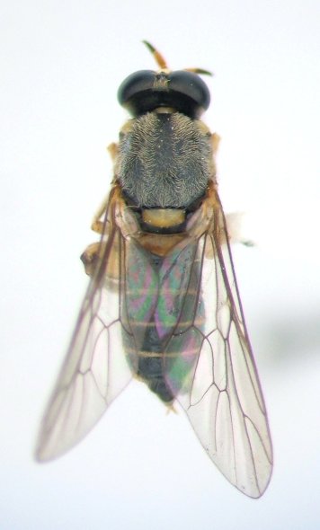Diptera.info - Discussion Forum: Xylomyidae - Belize
