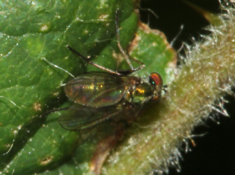 Diptera.info - Discussion Forum: Small Green Irridescent Fly UK