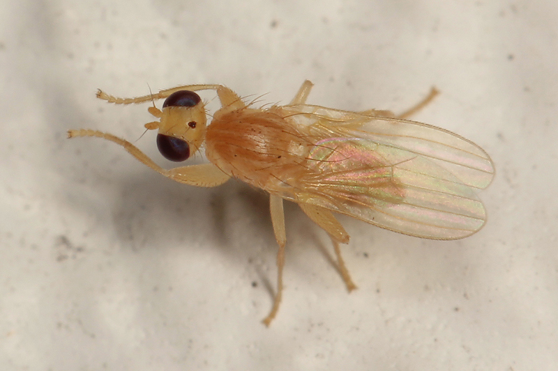 Diptera.info - Discussion Forum: Chyromyidae ID