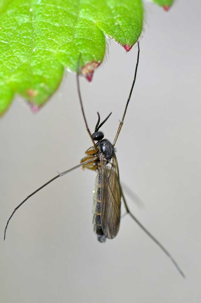 Diptera.info - Discussion Forum: [Orfeliini] Mycetophilidae
