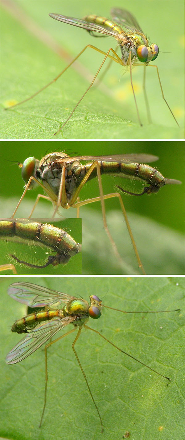 Diptera.info - Discussion Forum: nice Dolichopodid - Sciapus?