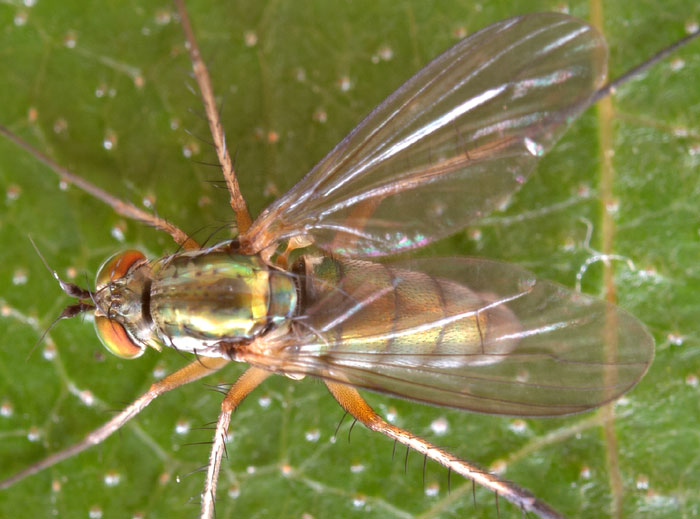 Diptera.info - Discussion Forum: Dolichopus ID ->Dolichopus ungulatus