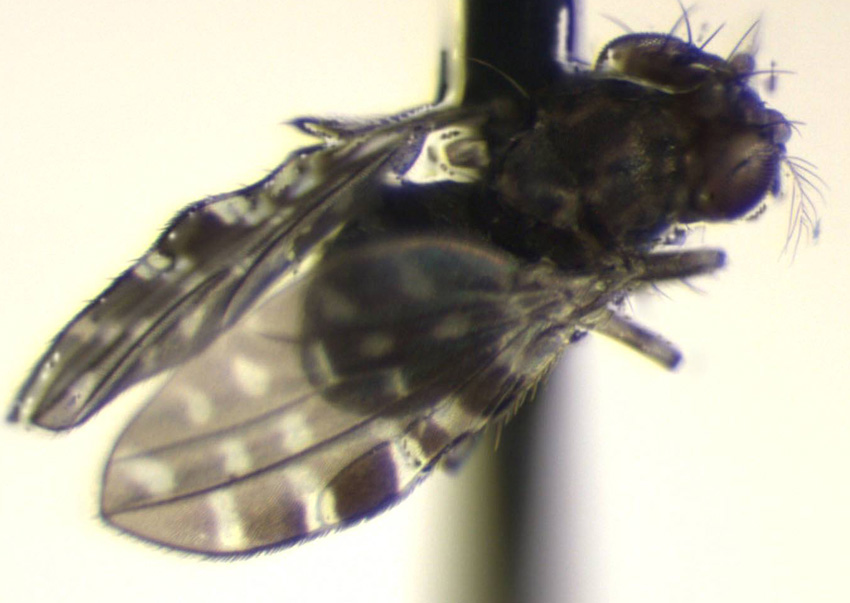 Diptera.info - Discussion Forum: Periscelididae Thailand