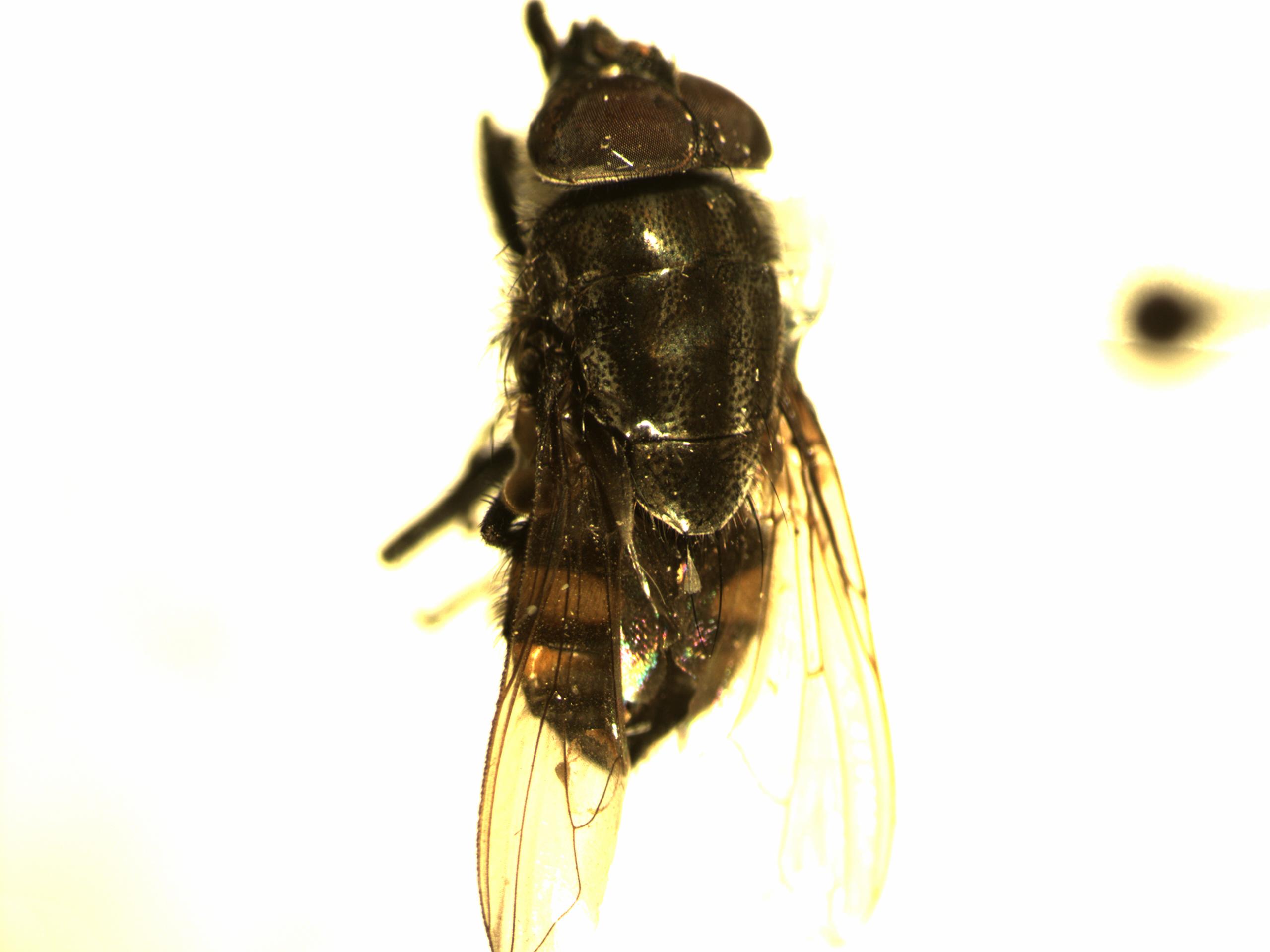 Diptera.info - Discussion Forum: Calliphoridae, who can help identify ...