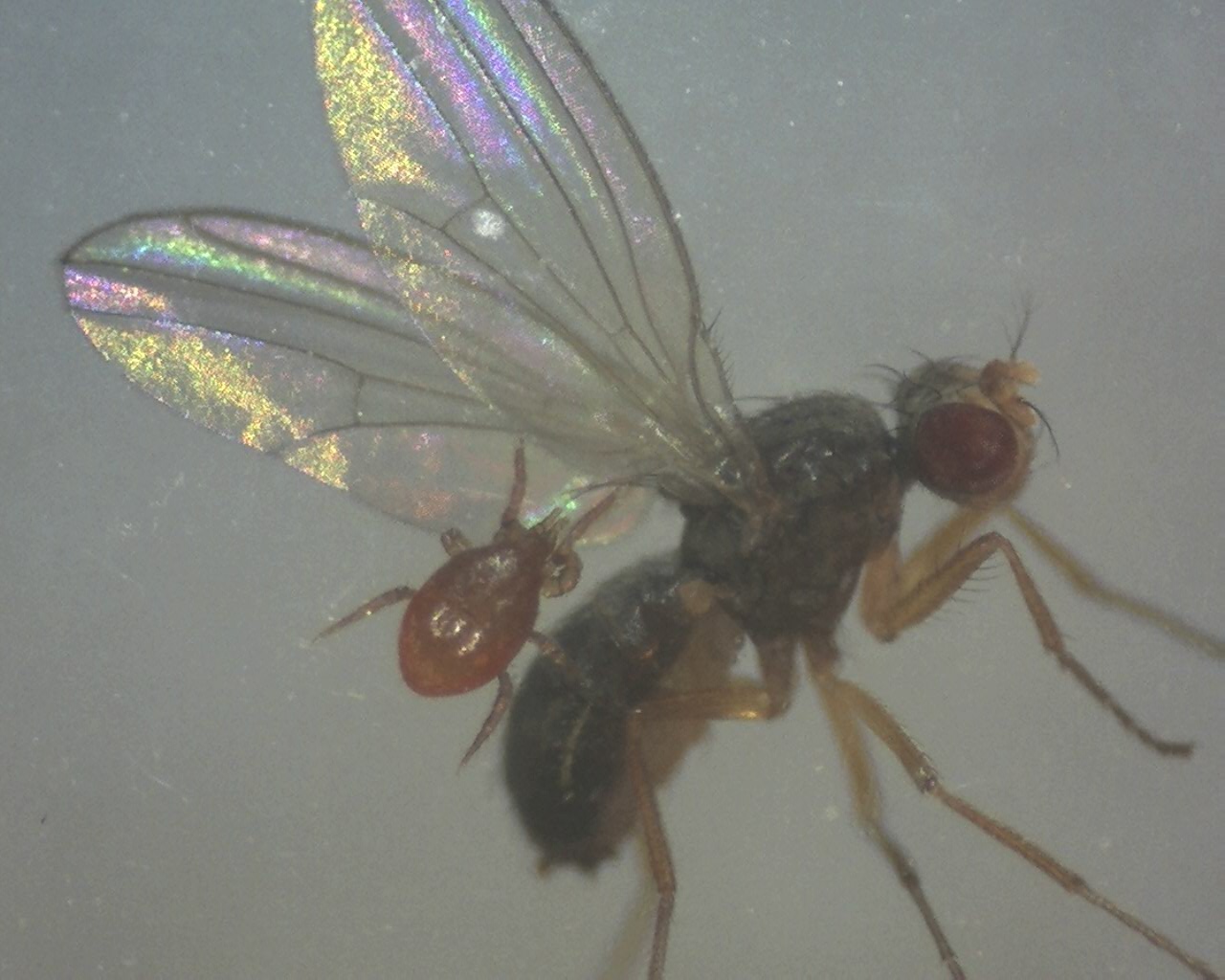 Diptera.info - Discussion Forum: Drosophilidae --> Scaptomyza sp.