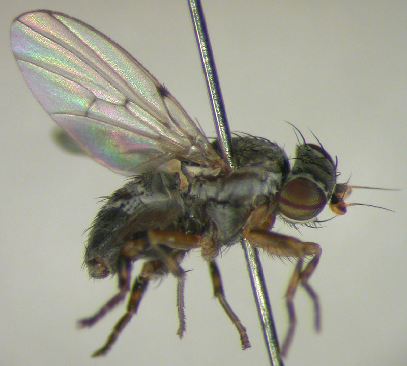 Diptera.info - Discussion Forum: Odiniidae
