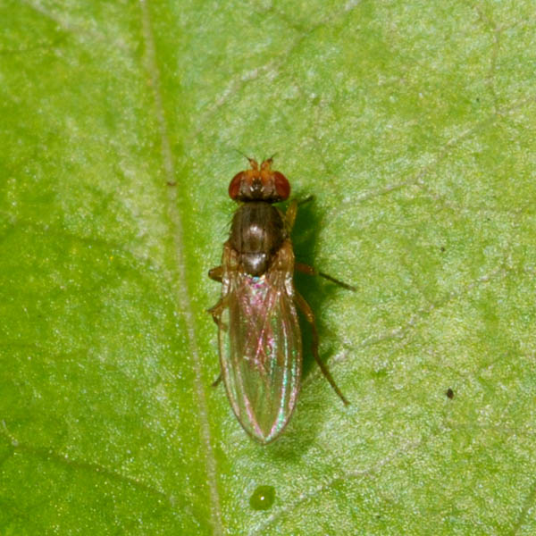Diptera.info - Discussion Forum: Scaptomyza sp, Drosophilidae, late ...