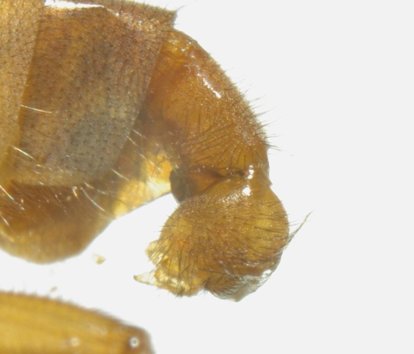 Diptera.info - Discussion Forum: Dryomyzidae (huge) Hungary, April