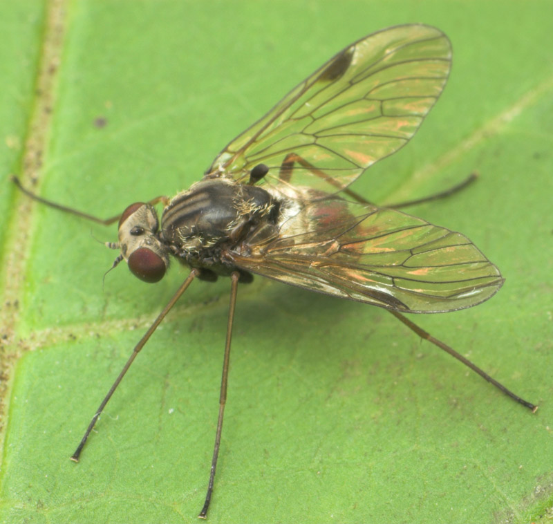 Diptera.info - Discussion Forum: Chrysopilus splendidus?