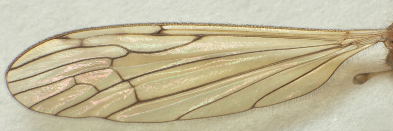 Diptera.info - Discussion Forum: Limoniidae (10), Limonia flavipes?