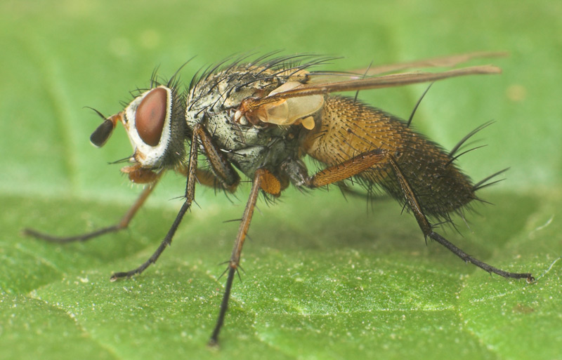Diptera.info - Discussion Forum: Tachinidae at my balcony (Solieria ...