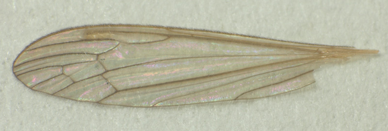 Diptera.info - Discussion Forum: Limoniidae (16), Dicranomyia (modesta?)