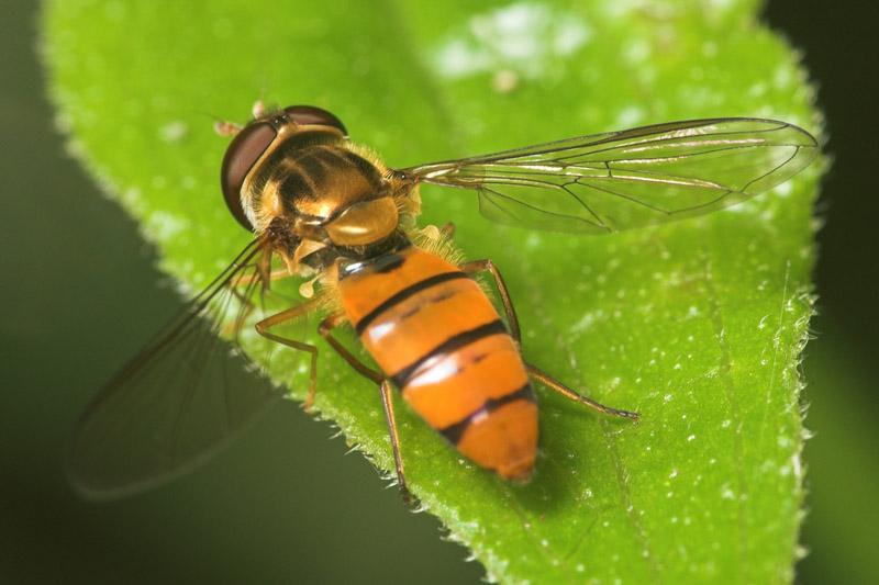 Diptera.info - Discussion Forum: Syrphidae, Episyrphus sp. (Gerard ...