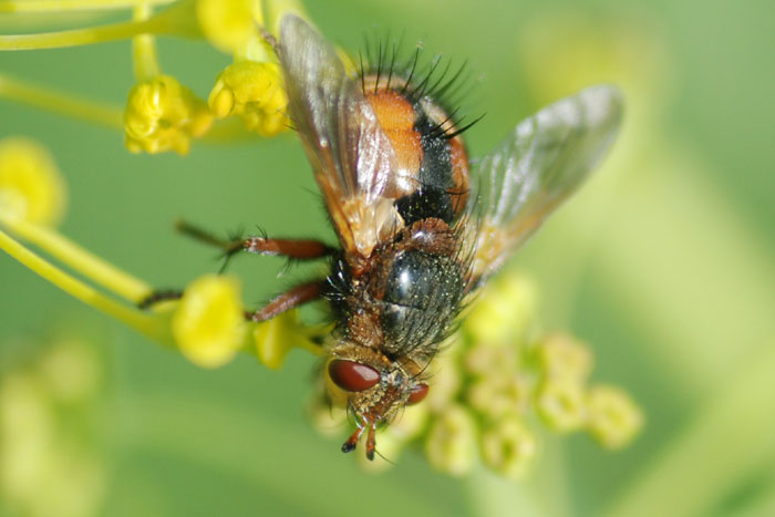 Diptera.info - Discussion Forum: Tachina sp. April 2009