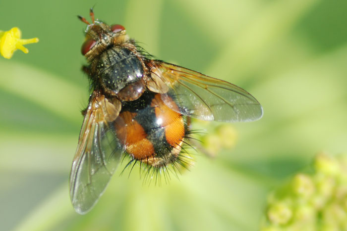 Diptera.info - Discussion Forum: Tachina sp. April 2009