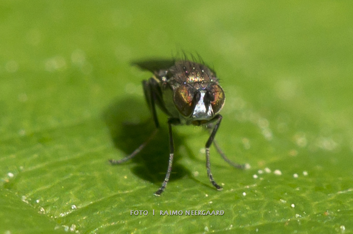 Diptera.info - Discussion Forum: Ephydridae > Hydrellia sp