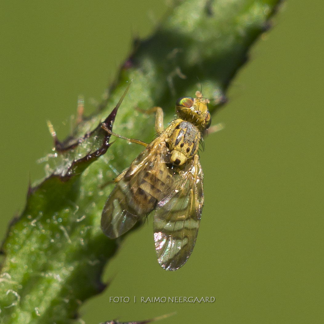 Diptera.info - Discussion Forum: Tephritidae > Chaetostomella ...