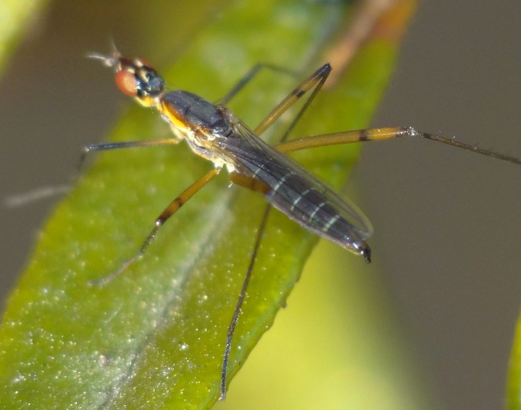 Diptera.info - Discussion Forum: Micropezidae > Micropeza lateralis