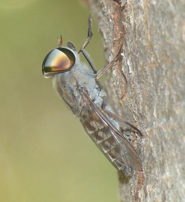 Diptera.info - Discussion Forum: Tabanus sp.