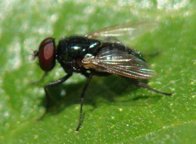 Diptera.info - Discussion Forum: Hydrotaea capensis/aenescens