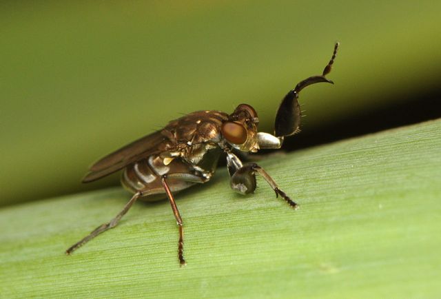 Diptera.info - Discussion Forum: fighter? predator?