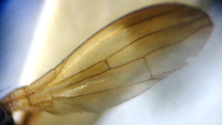 Diptera.info - Discussion Forum: Diptera sp.3