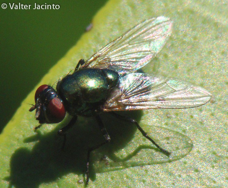 Diptera.info - Discussion Forum: Pyrellia vivida