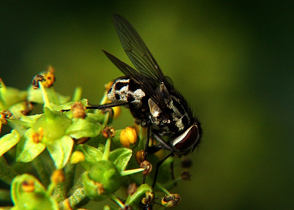 Diptera.info - Discussion Forum: Graphomya minor?