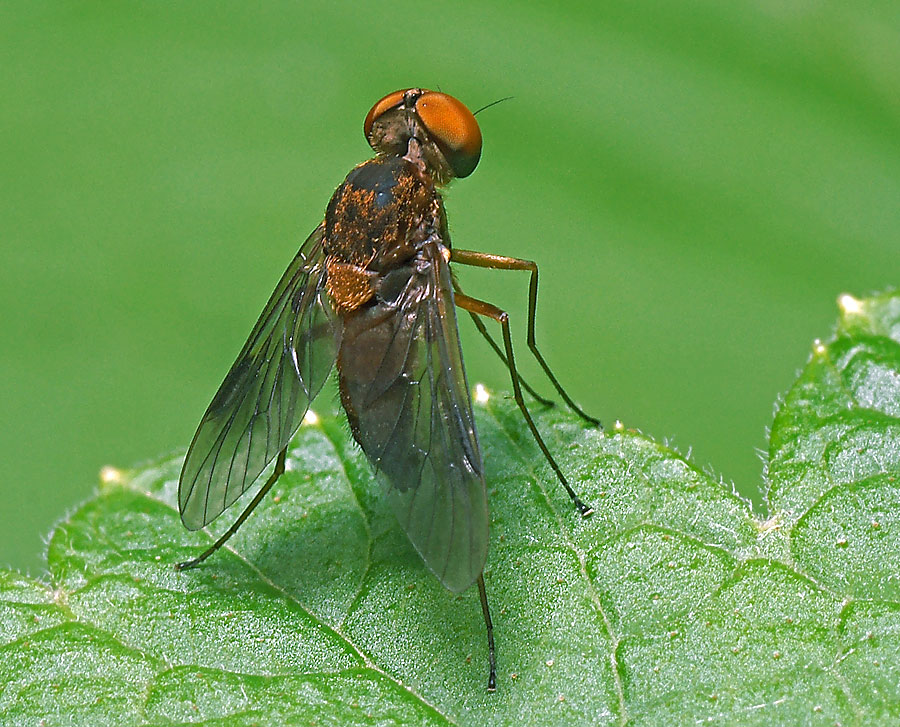 Diptera.info - Discussion Forum: DSC08569 - Chrysopilus splendidus