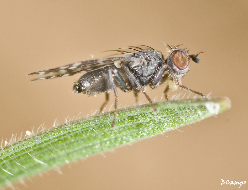 Diptera.info - Discussion Forum: Tephritis praecox