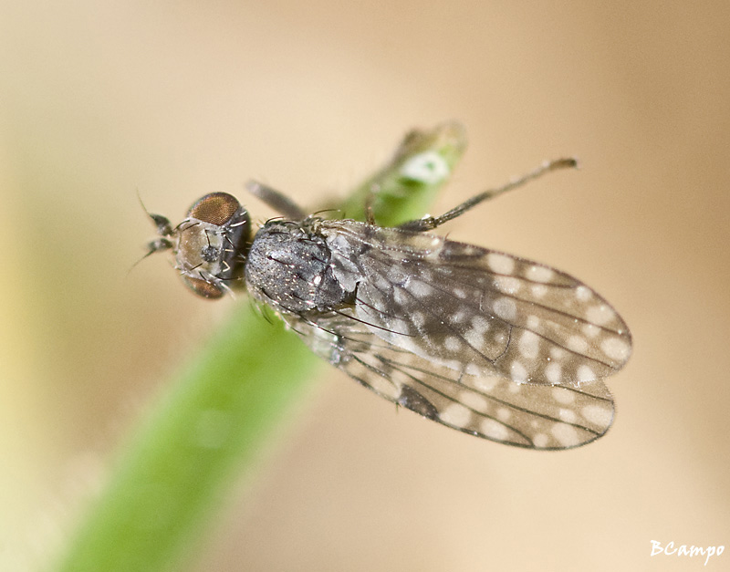 Diptera.info - Discussion Forum: Tephritis praecox