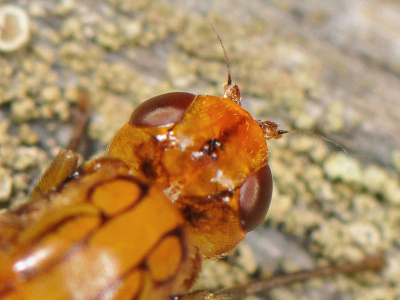 Diptera.info - Discussion Forum: Psilidae - possible Psila fimetaria?