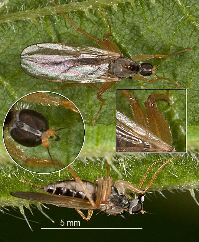 Diptera.info - Discussion Forum: Platypalpus