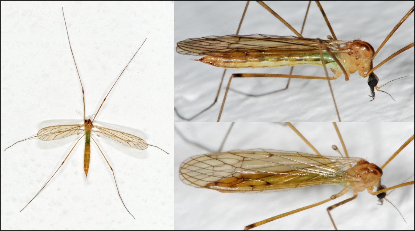 Diptera.info - Discussion Forum: 1_Tipulidae_ID? (Tipulidae)