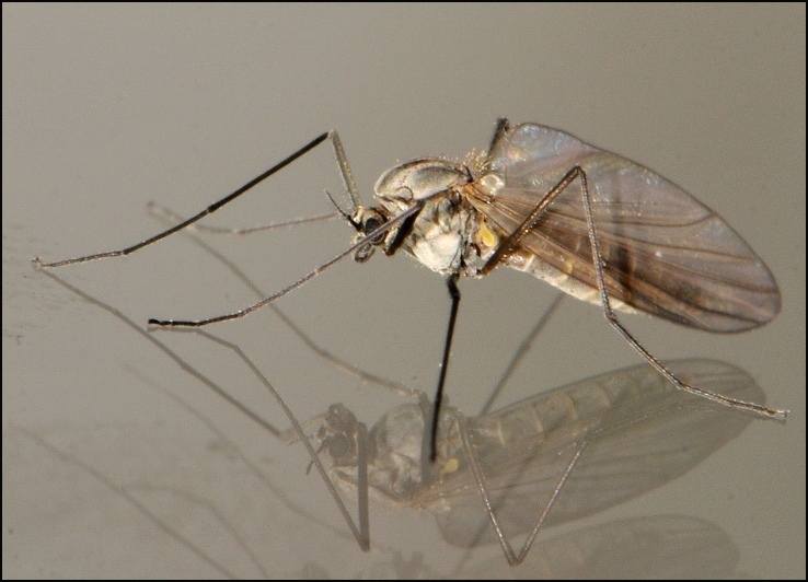 Diptera.info - Discussion Forum: Procladius sp.? (Midges - subfamily ...