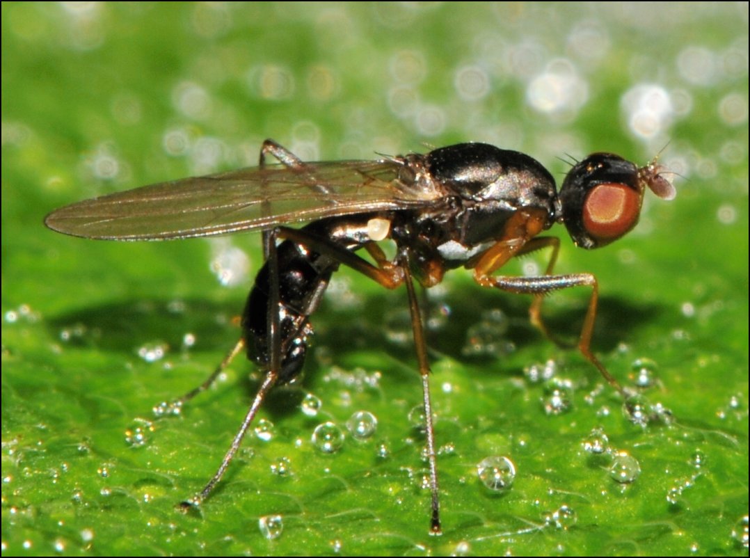 Diptera.info - Discussion Forum: Nemopoda nitidula? (Nemopoda nitidula ...