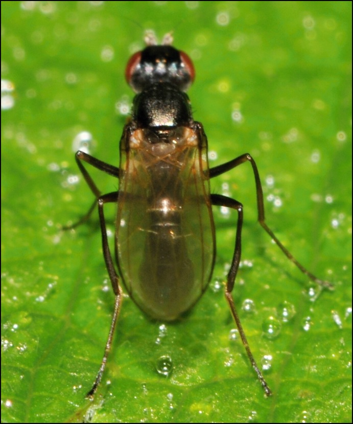 Diptera.info - Discussion Forum: Nemopoda nitidula? (Nemopoda nitidula ...