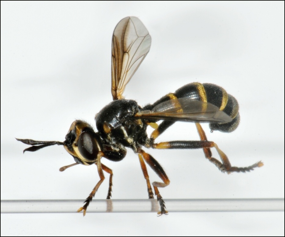 Diptera.info - Discussion Forum: Syrphidae_2_ID? (Conops strigatus)